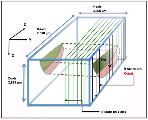 Schematic Illustration Of The Oct Scanning Protocol B Scans Are