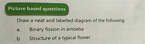 Picture Based Questions Draw A Neat And Labelled Diagram Of The