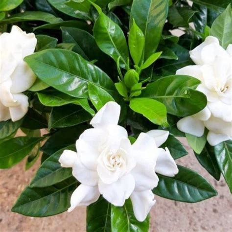 Jual Bibit Tanaman Bunga Ceplok Piring Kaca Piring Shopee Indonesia