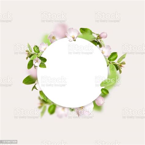 아름다운 자연의 봄 배경 꽃이 피는 가지 봄 꽃 녹색 은 밝은 배경에 텍스트를 위한 빈 흰색 원을 남깁니다 봄 꽃 나무 꽃 구성 스프링 레이아웃 엽서 0명에 대한 스톡 사진
