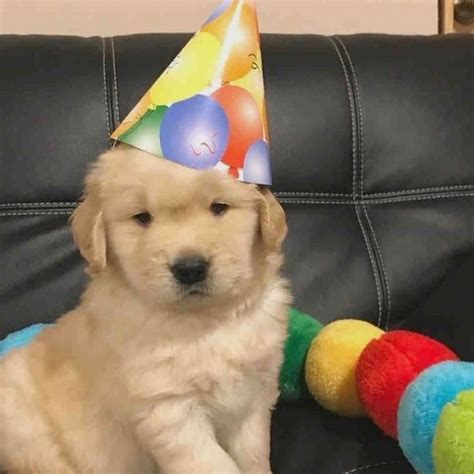 Schaefer Tyler Youtube