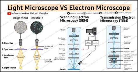 36 Major Differences Between Light And Electron Microscopes