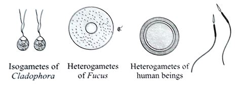 Recognise The Figure And Find Out The Correct Matching Sarthaks EConnect Largest Online
