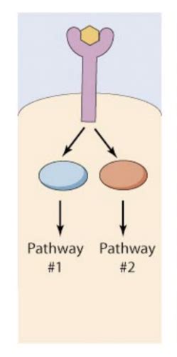 Topic 5 Intro To Cellular Signalling Flashcards Quizlet