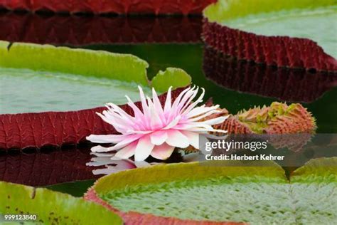 Types Of Hydrophytes Plants