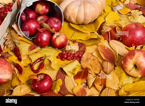 Autumn Background From Yellow Leaves Apples Pumpkin Fall Season Eco Food And Harvest Concept