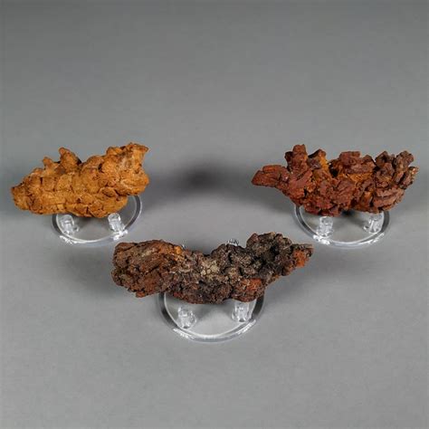 Fossilized Excrement Coprolite Fossil Fragment Coprolite 88 Cm 34 Cm No Reserve Fossilized Excrement Coprolite Fossil Fragment Coprolite 88 Cm 34 Cm No Reserve