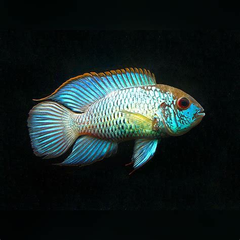 Electric Blue Acara Cichlid Andinoacara Pulcher