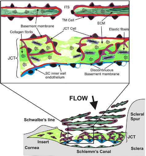 Trabecular Meshwork Structure Semantic Scholar