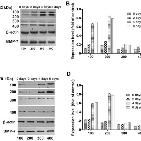 Effect Of Differing Concentrations Of Bmp‑7 On The Expression Of Runx2