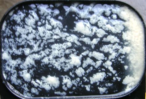 Sc Uberis Nachhaltig Bekämpfen Elite Magazin