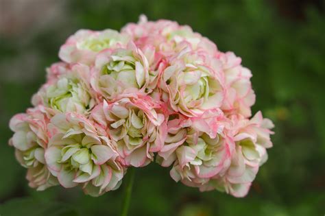 Pelargonium Appleblossom Rosebud Zonal Geranium