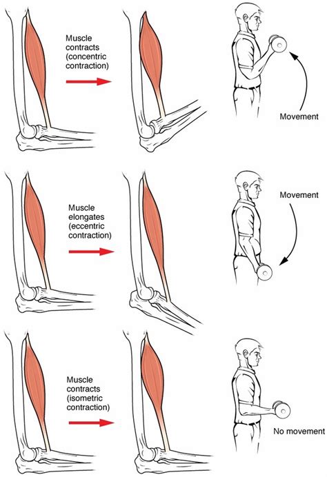 What Are Isometrics