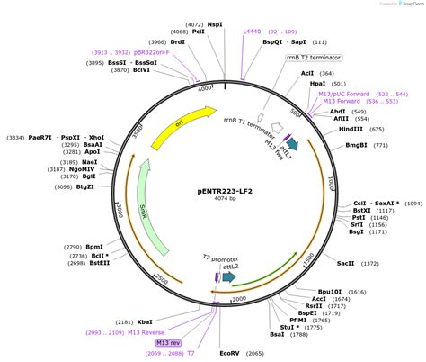 Addgene Pentr223 Lf2