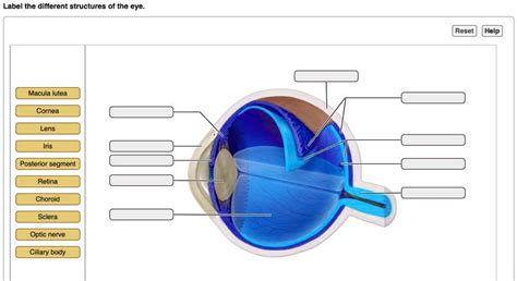 Label The Different Structures Of The Eye Reset Help Macula Lutea Cornea Lens Iris Posterior