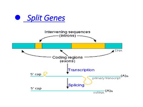 Second Genetic Code Overlapping And Split Genes Pptx