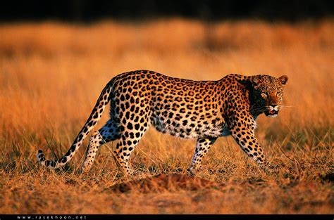 حیوانات وحشی