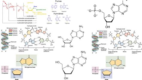 Nucleoside Definition Lesson Explainer Nucleic Acids Nagwa