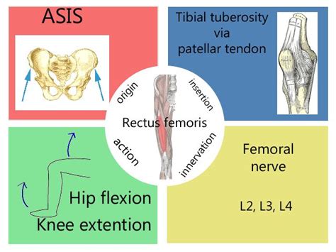 Best Images About Rectus Femoris Muscle Injury On Pinterest Muscle Strain Muscle And Quad