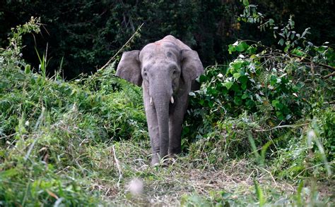 Report As Human Wildlife Conflict Increases Some Sabah Plantations