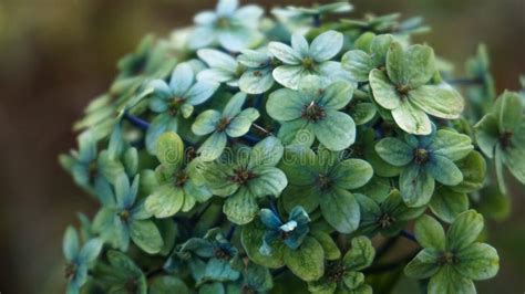 Hydrangea Macrophylla Or Japanese Leaf Bush Comes In Many Types Of Colors Including Blue Green