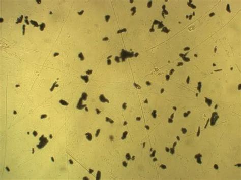 Particle Count Testing Service At 2550 Sample In Pune