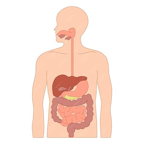 Premium Vector Human Digestive System Diagram Science Diagram For Digestive System Human Body