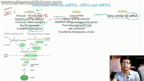 Mrna Trna And Rrna Youtube Types Of Rna And How To Extract Or Purchase