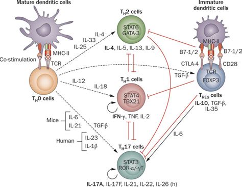 Regulation Of Effector T Cell Function Reiter Lab