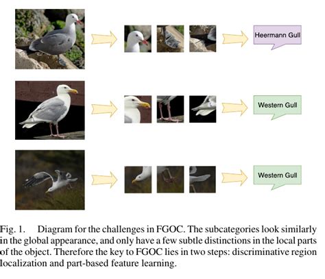 Bidirectional Attention Recognition Model For Fine Grained Object Classification 제3부