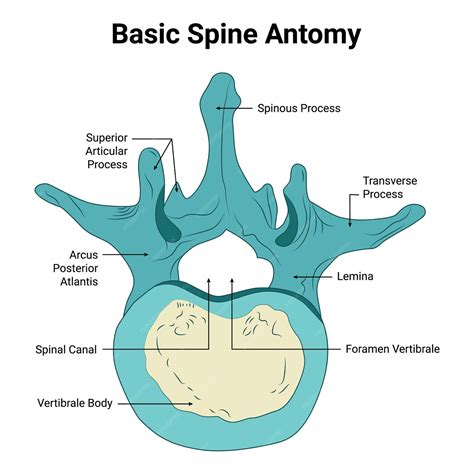 Premium Vector Basic Spine Anatomy Spinous Process Superior Articular