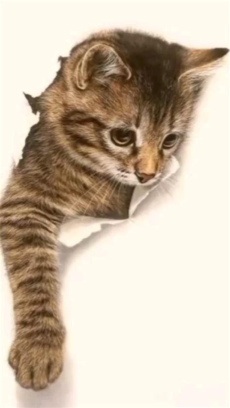 Милый котик смотрит в дыру