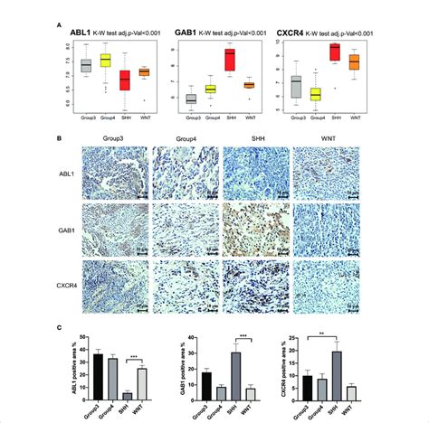 Further Verification Of Hub Genes A The Expression Of Gab1 Abl1