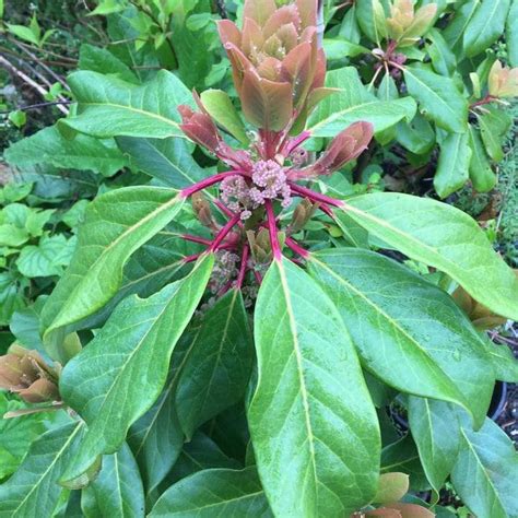 Daphniphyllum Macropodum