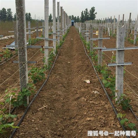 葡萄v型架示意图 架立筋示意图图片 第10页 大山谷图库