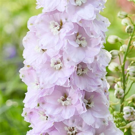 Buy Delphinium Delphinium Turkish Delight Delivery By Waitrose Garden