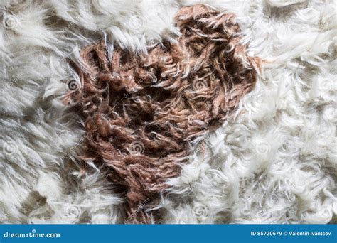 Background And Texture Of Natural Sheep S Wool Stock Image Image Of Sheep Natural