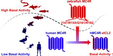 Evolutionary Identification Of The Requirement Of The Second Intracellular Loop For The