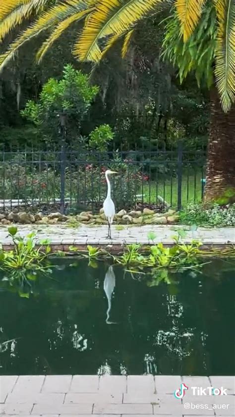 Pool Turned Into Koi Pond