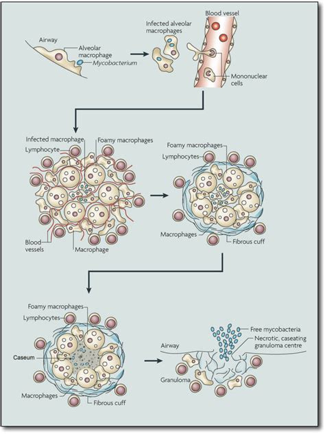 Tuberculosis Bacteria Life Cycle
