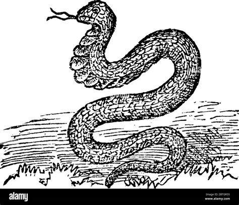 Poisonous Venomous Stock Vector Images Alamy