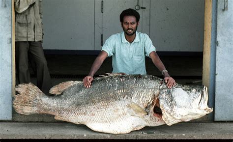 Nile Perch