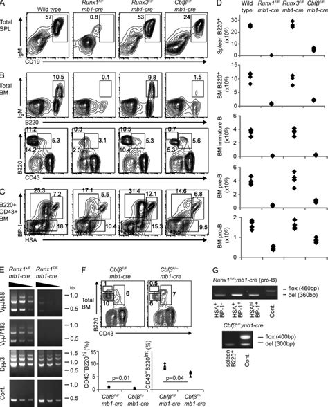 Runx1 Cbfβ Facilitates Early B Lymphocyte Development By Regulating Expression Of Ebf1