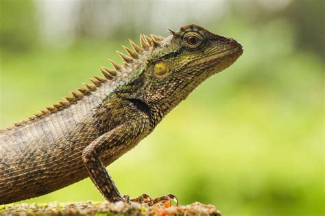 Macro Wildlife Photography Top Tips For Overlooked Subjects Nature TTL