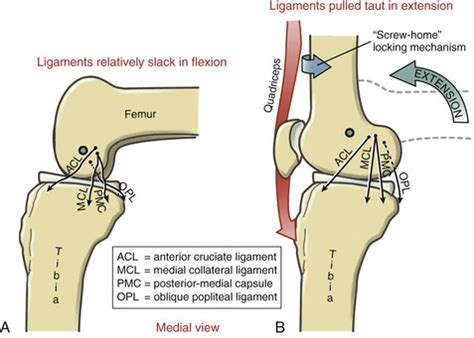 Knee Clinical Gate