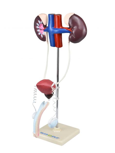 Sistema Urin Rio Masculino Sdorf Scientific