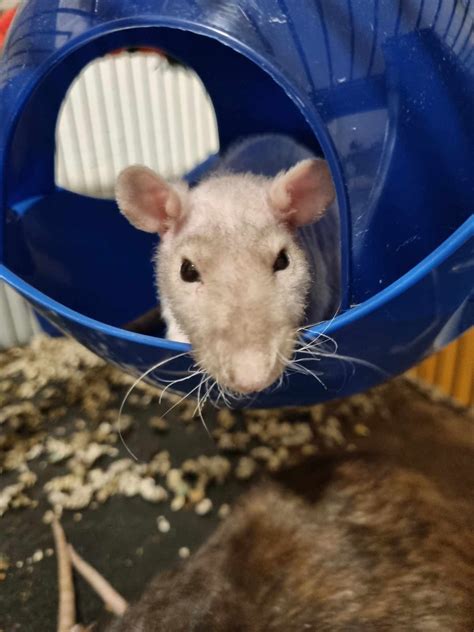 My Fave Patchy Girl Pepper Looks Like She Has Eye Brows 👀 Rrats