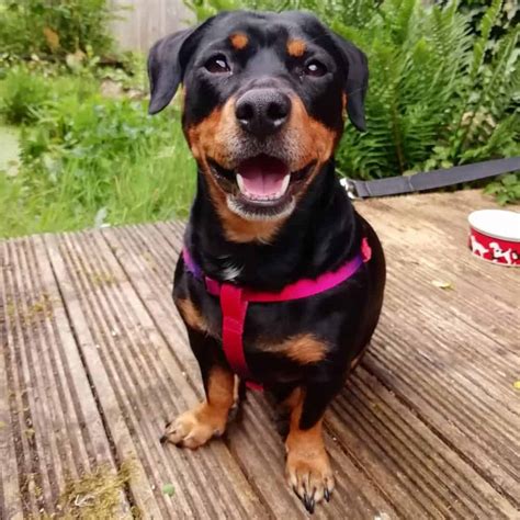 20 Perfect Rottweiler Mixes You Cant Resist The Dogman