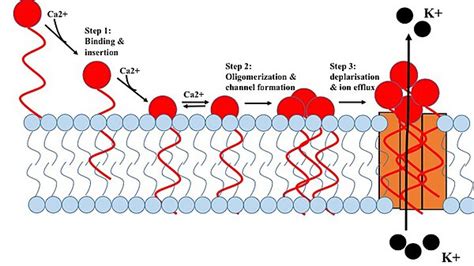 Daptomycin Wikipedia
