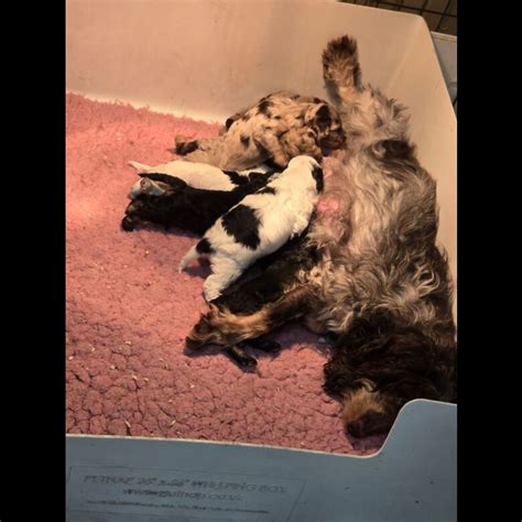 Cockapoo Sale Mystole Kent Gorgeous Show F1b Cockapoo Puppies